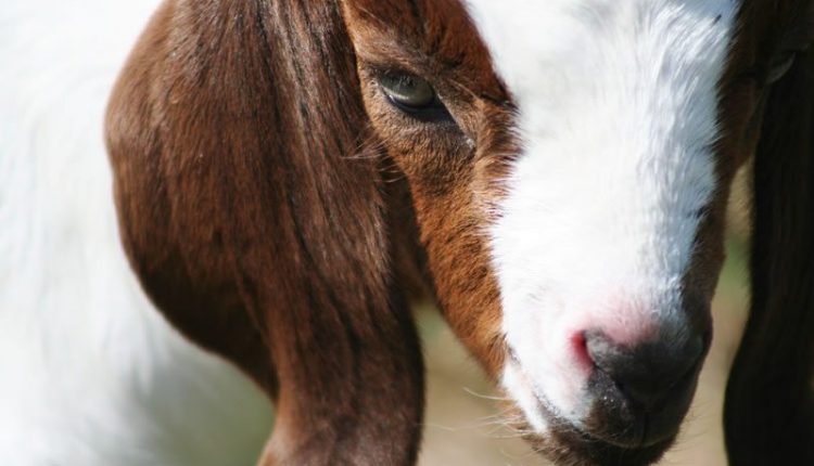 Cuidado básico de cabras raza Boer | Panorama Agrario
