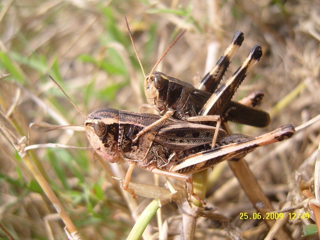 Chapulín – Panorama Agrario
