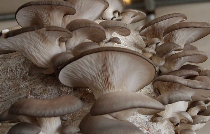 Clausura Francisco Sánchez Zavala curso de cultivo y producción de ...
