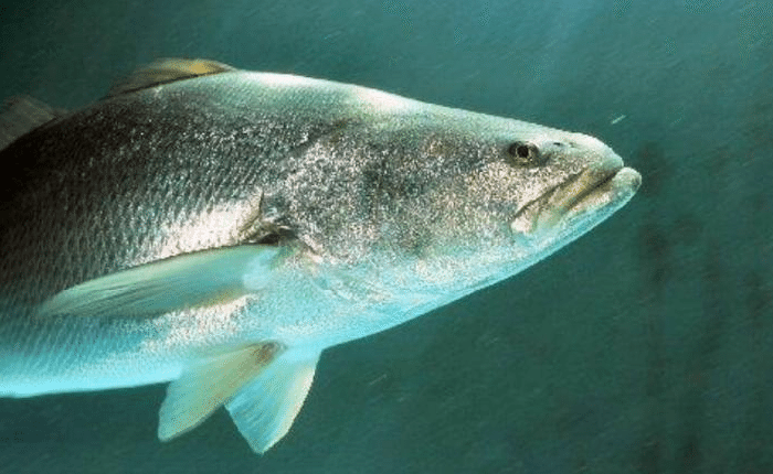 Arranca en Sonora cultivo de totoaba – Panorama Agrario