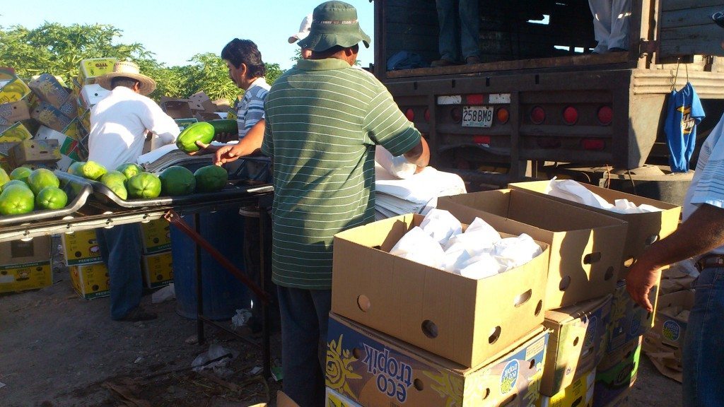 Comienza la cosecha de papaya maradol en Valladolid • Panorama Agrario