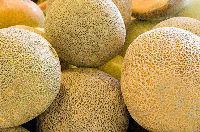 Producción de melón emplea a 700 personas en Matamoros • Panorama Agrario