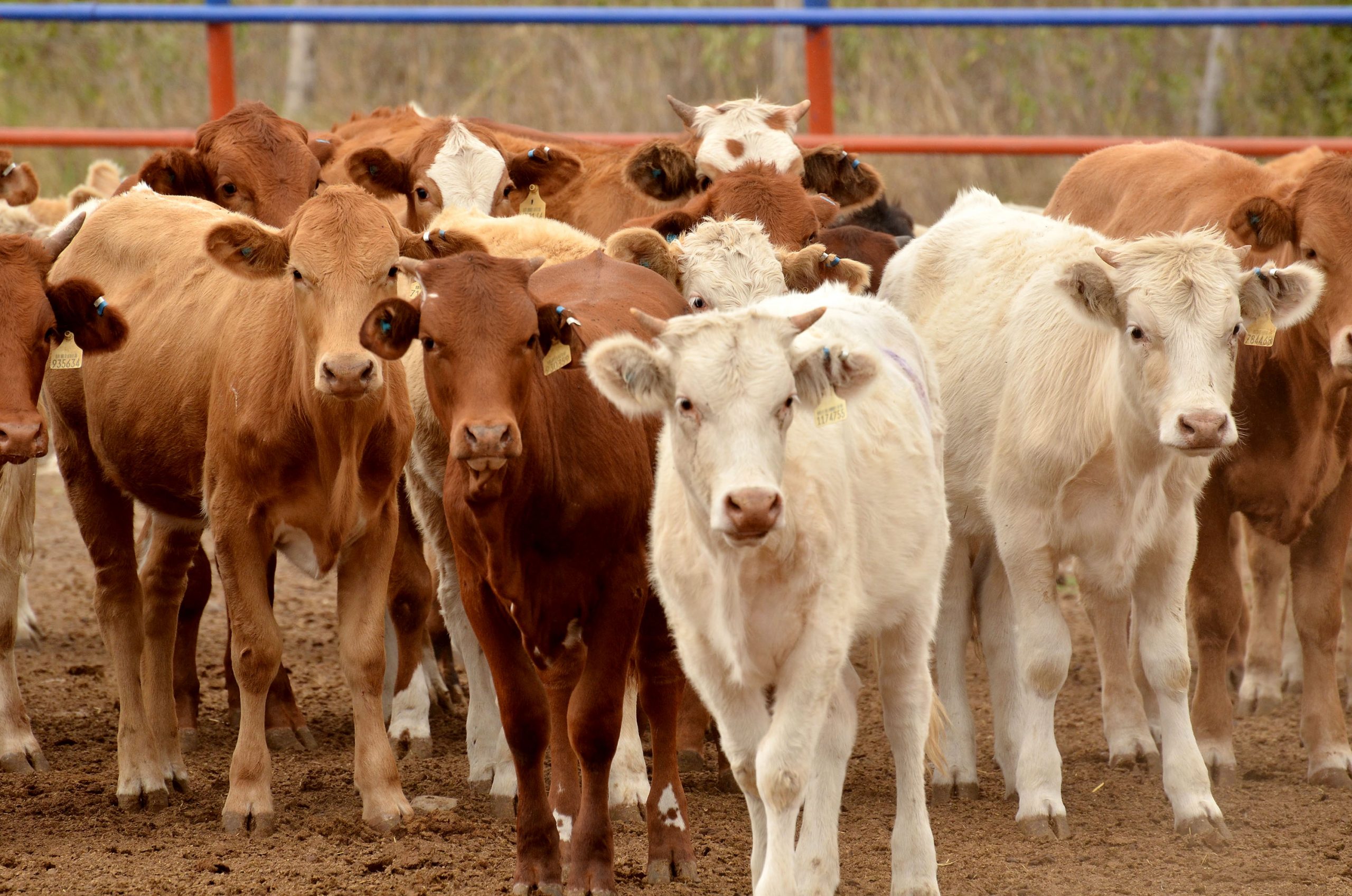Favorece exportación de ganado bovino a BC • Panorama Agrario