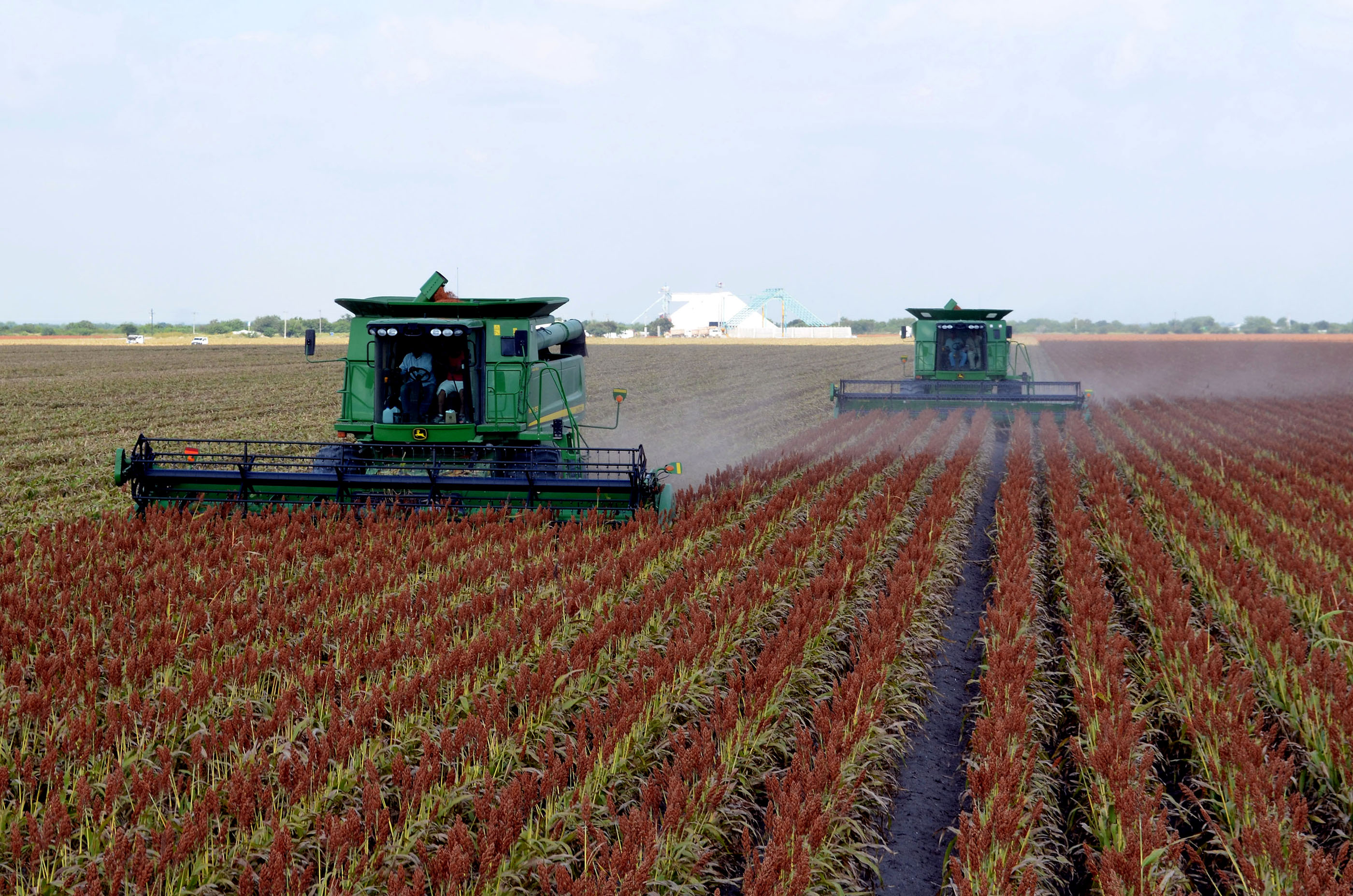 Se Consolida Tamaulipas En Producción De Sorgo Panorama Agrario