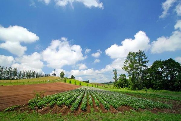 Aseguran más de 302 mil hectáreas de cultivo temporal en Zacatecas ... Aseguran más de 302 mil hectáreas de cultivo temporal en Zacatecas ...