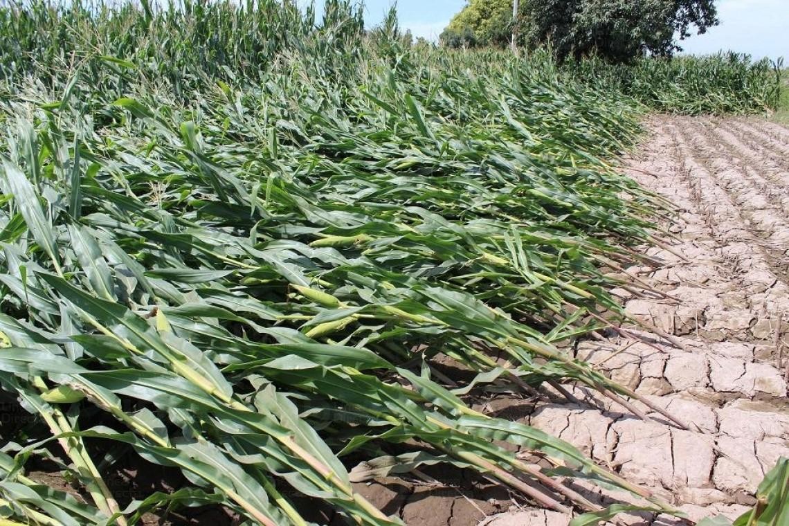 Dañan Vientos Y Granizo 600 Has De Maíz En Sinaloa Panorama Agrario