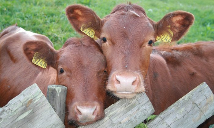 Exportación de becerros se mantendrá en NL: Sagarpa • Panorama Agrario