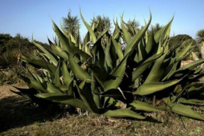 Cultivo del maguey en gradual recuperación • Panorama Agrario