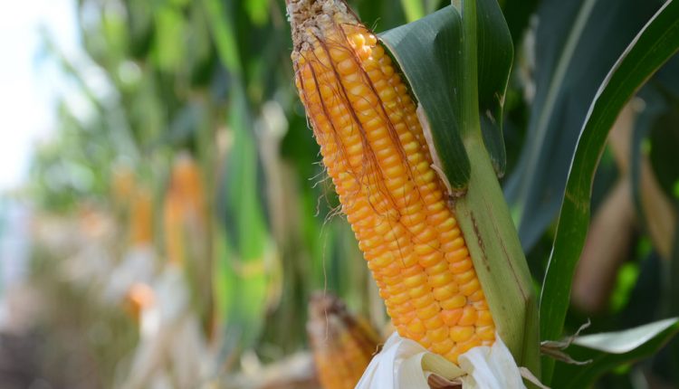 "El maíz transgénico es una herramienta necesaria" | Panorama Agrario