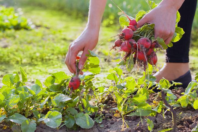 Impulsan siembra de hortalizas para combatir pobreza en Tamaulipas ...