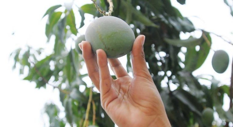 Abundantes cortes de mango en Sinaloa • Panorama Agrario
