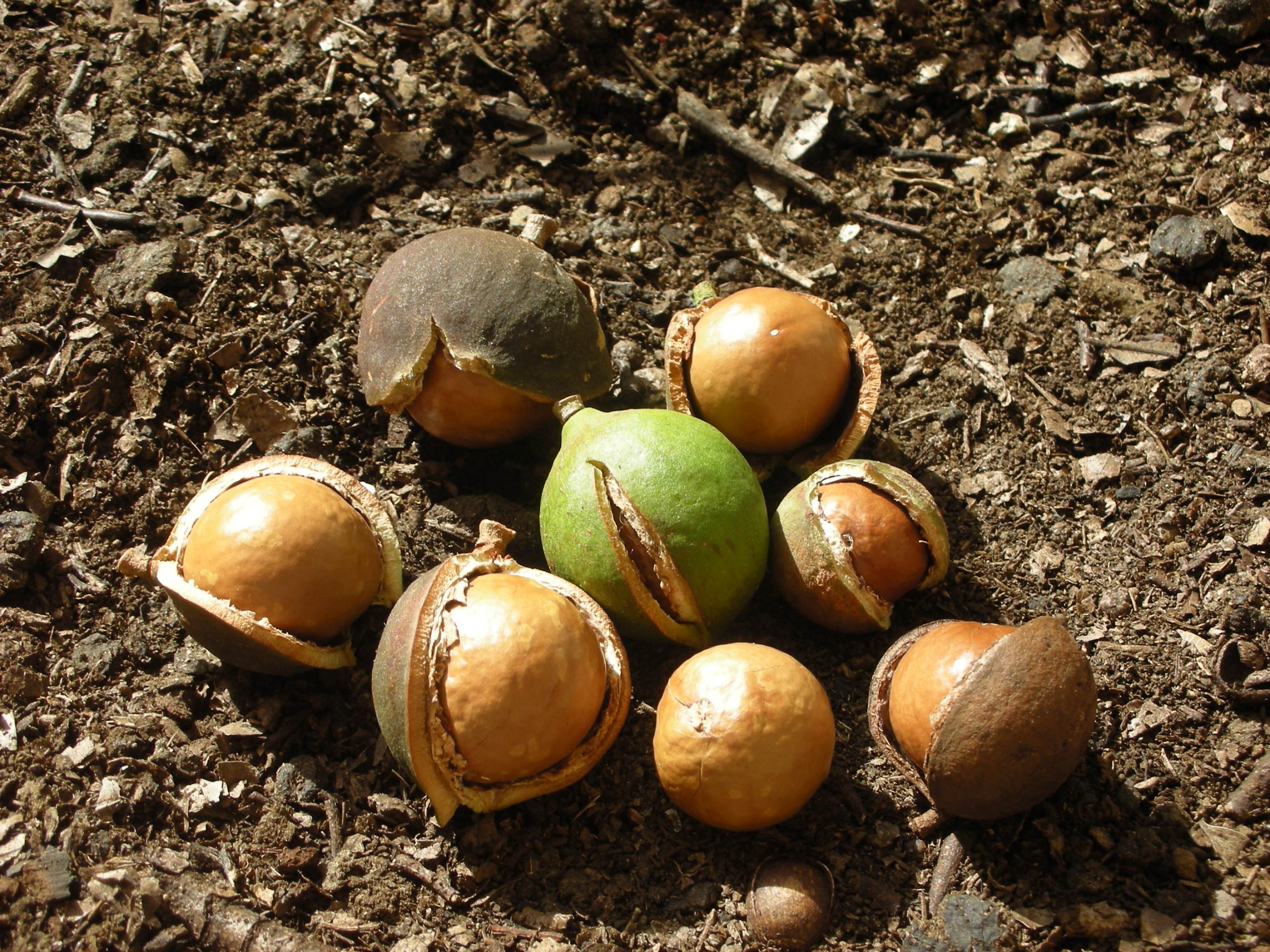 Veracruz produce 60 mil tons de nuez de macadamia