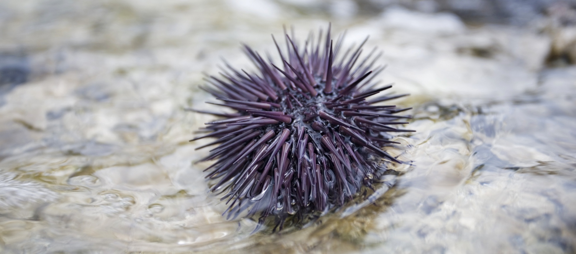Publican norma para pesca de erizo de mar en Baja California - Panorama ...