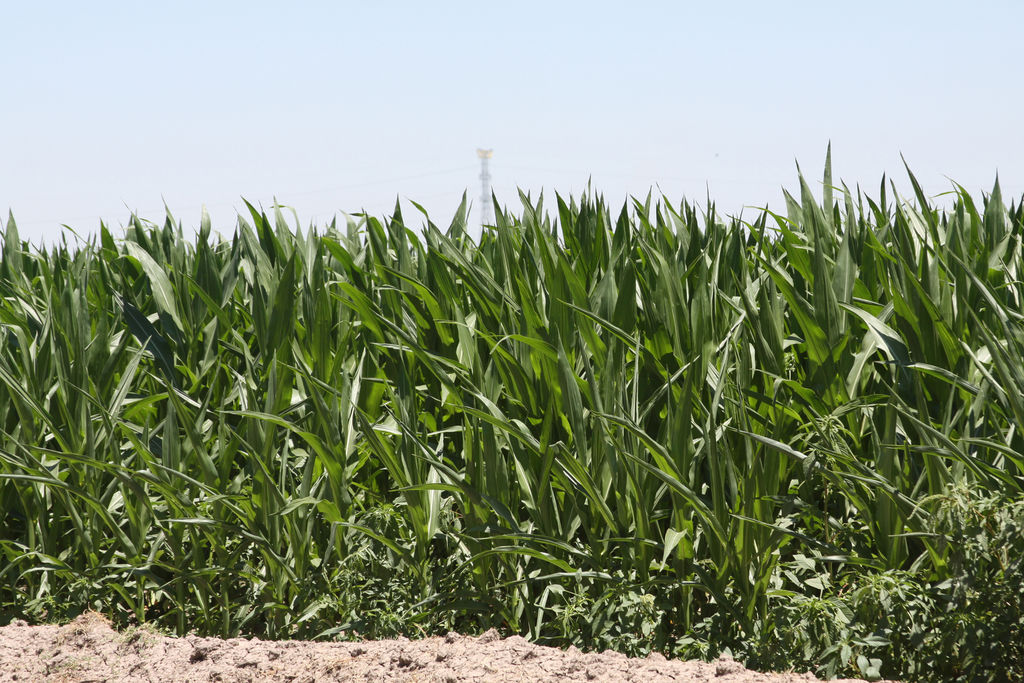 Forman mesa directiva del Sistema Producto Forraje • Panorama Agrario