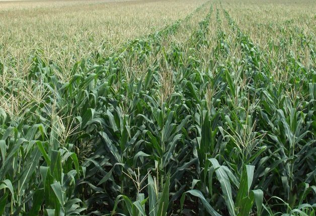 Afectadas 50 hectáreas de maíz por el acame – Panorama Agrario