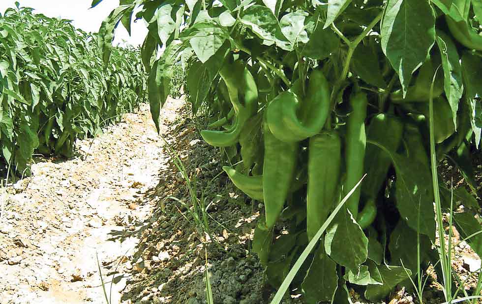 Siembra de chile le gana terreno al frijol • Panorama Agrario