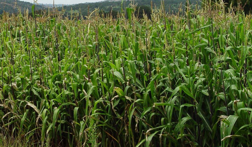 Exitoso Programa De Cultivo Del Maíz En Zacatecas Panorama Agrario