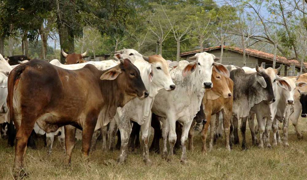 Beneficia a Zacatecas aumento en el precio de ganado en EU • Panorama ...