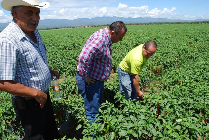 Confían en que este año mejore la siembra de chile • Panorama Agrario