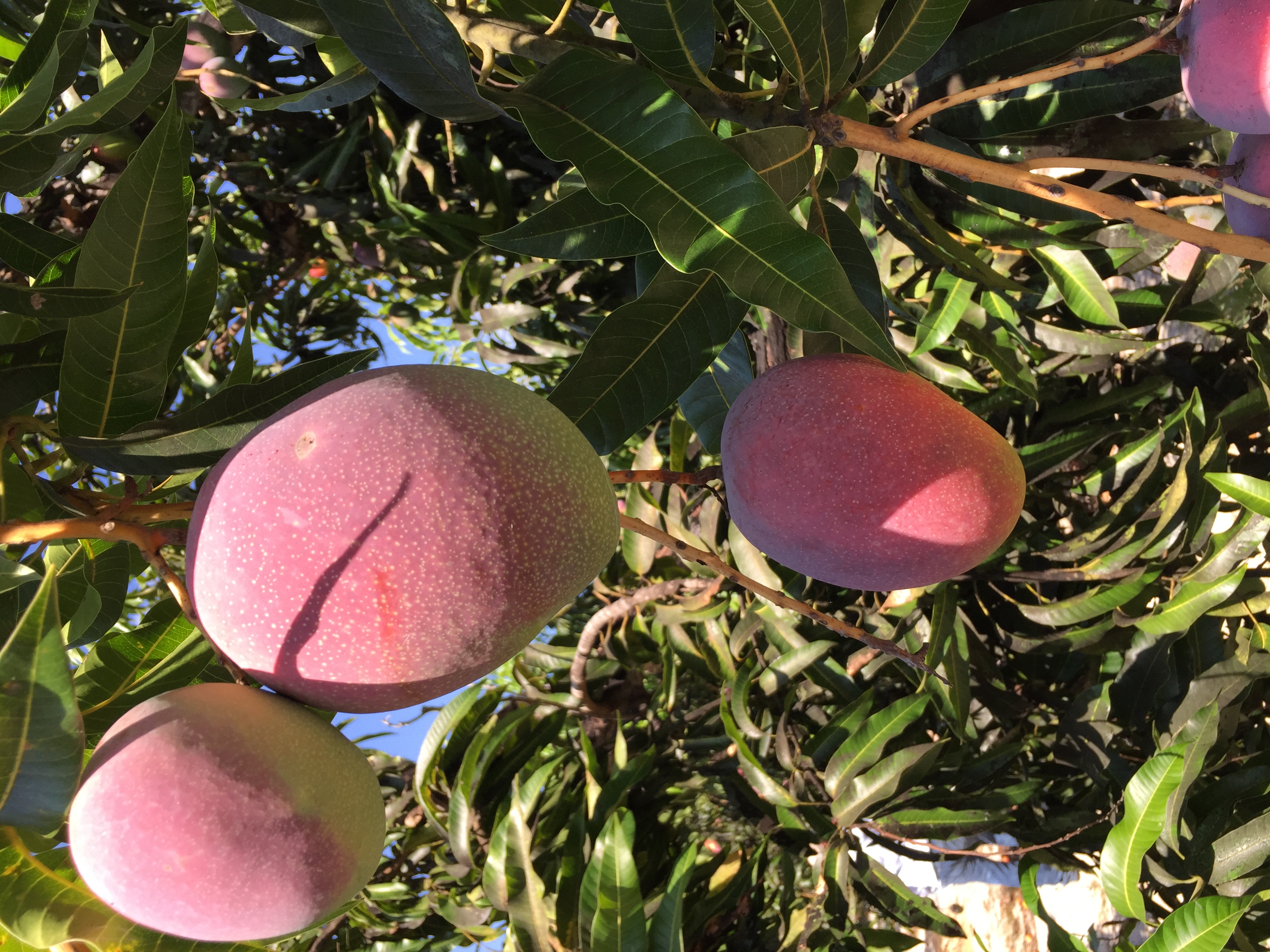 Los mejores mangos del mundo, según Bloomberg - Panorama Agrario