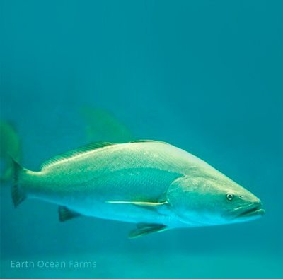 Biotecnologías para la reproducción y crianza de la totoaba | Panorama ...