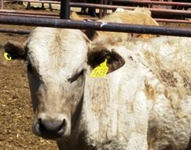 Sistema Nacional de Identificación Individual de Ganado (SINIIGA ...