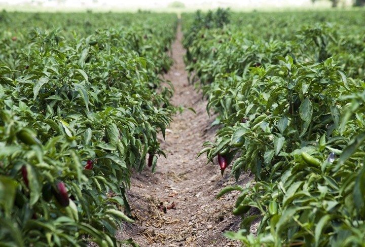 Mejoras al cultivo del chile - Panorama Agrario