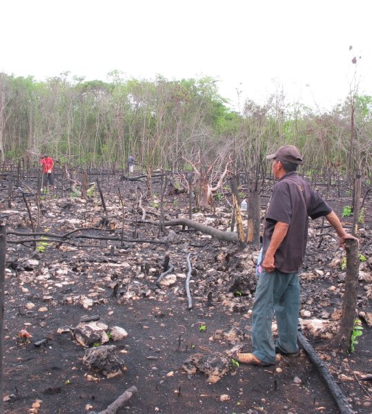 Agricultores aprovechan la tierra húmeda • Panorama Agrario