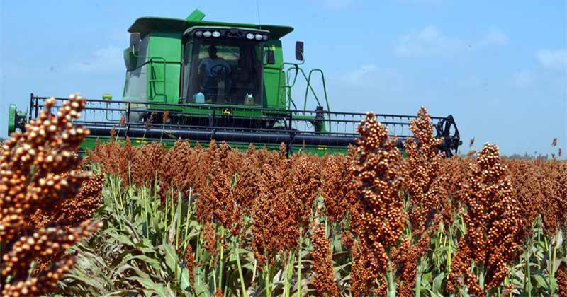 Buenos Resultados En Cosecha De Sorgo Panorama Agrario