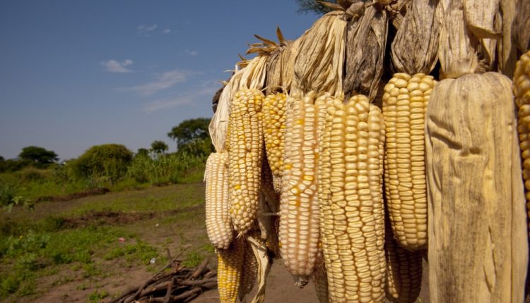 Las cosechas de maíz tendrán un bueno año en América del Sur | Panorama ...