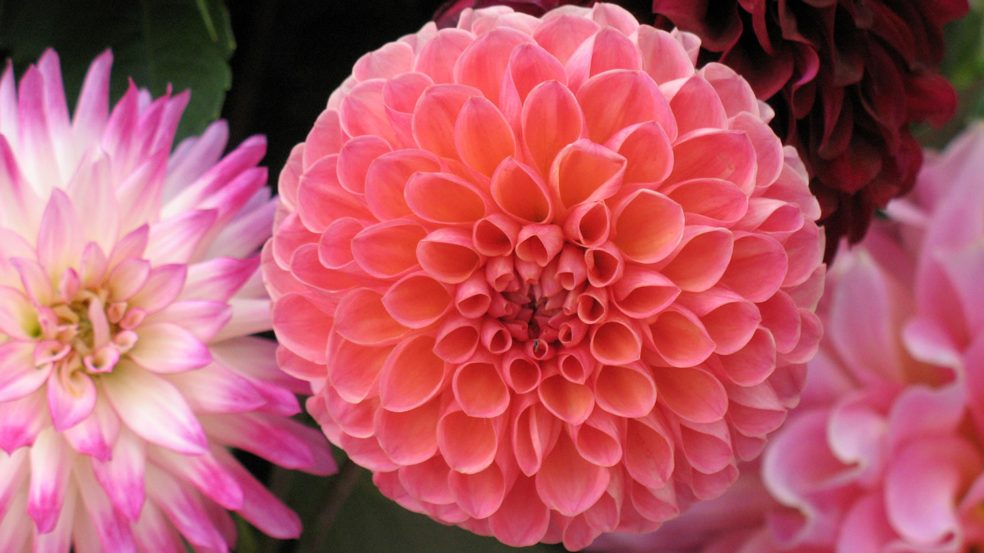 Dalia | Panorama Agrario