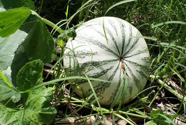 Fracasa cultivo de chigua • Panorama Agrario