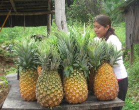 PIÑA Archives | Panorama Agrario