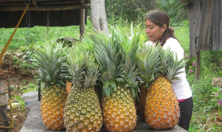 Crece 16.2% producción de piña en México durante 2020 – Panorama Agrario