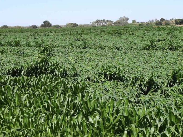 Rachas de viento provocan acame en cultivos de maíz • Panorama Agrario