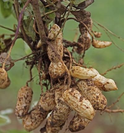 Inician las primeras cosechas de cacahuate en Choix | Panorama Agrario